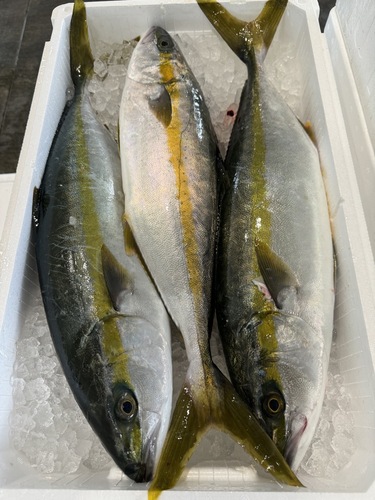 活〆ヒラマサ3入約4.8kg(釣) | UUUO(ウーオ)