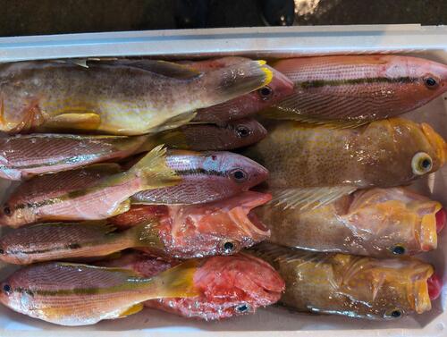 鮮魚BOX14入約5.6kg(釣) | UUUO(ウーオ)