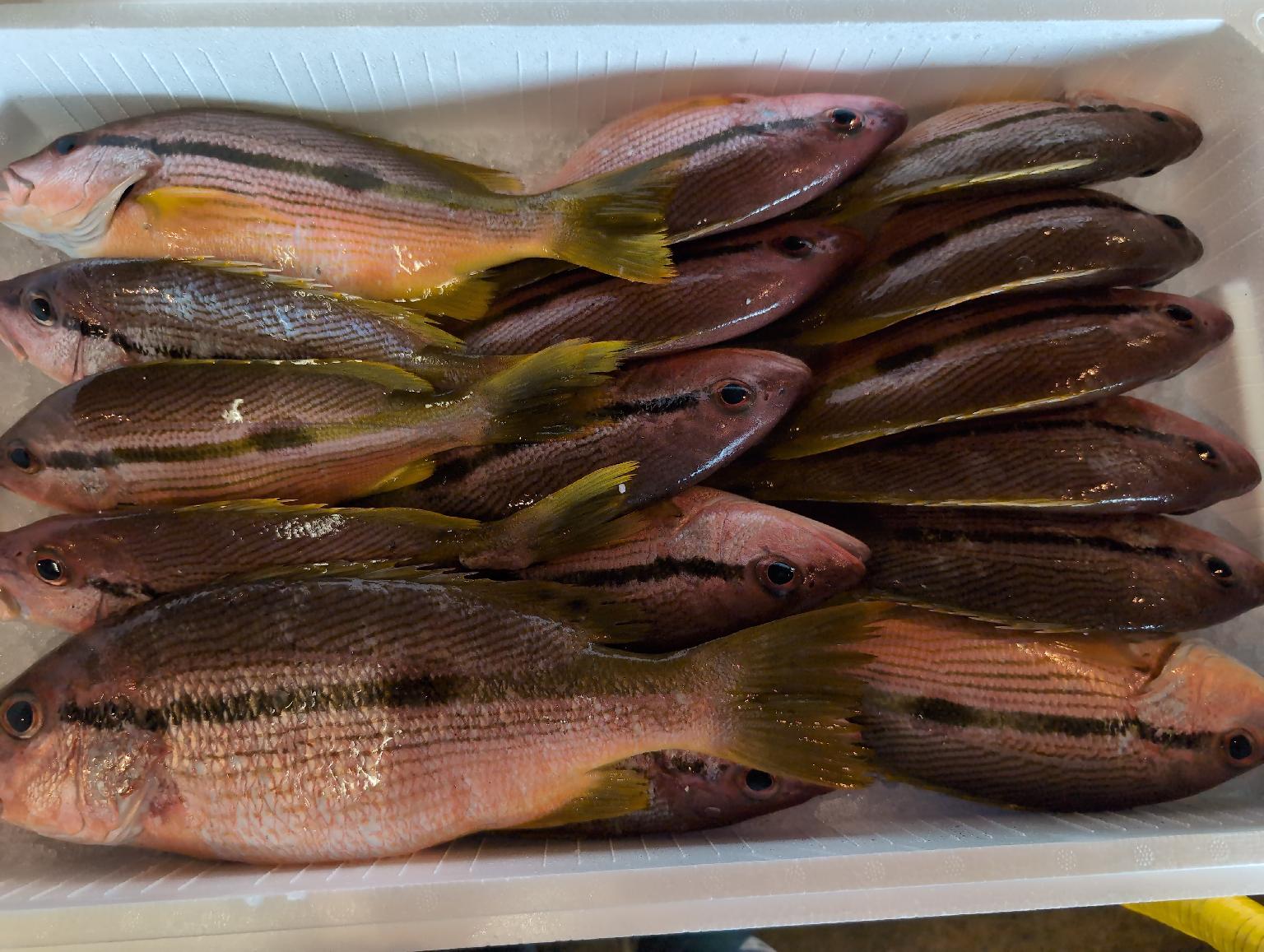 活〆ヨコスジフエダイ16入約5.3kg(定置) | UUUO(ウーオ)