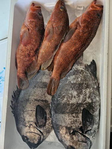 鮮魚BOX5入約5.1kg(刺網) | UUUO(ウーオ)