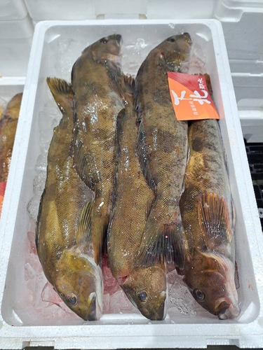 活〆アイナメ3-6入約3kg(釣) | UUUO(ウーオ)