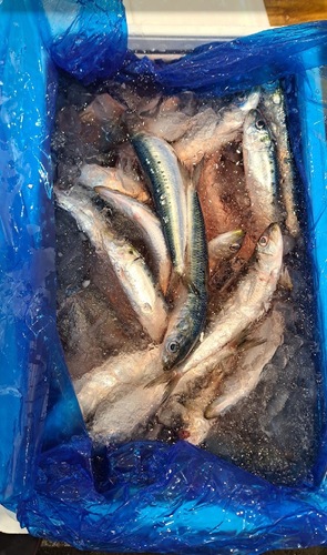 マイワシ65入約5kg(巻網) | UUUO(ウーオ)