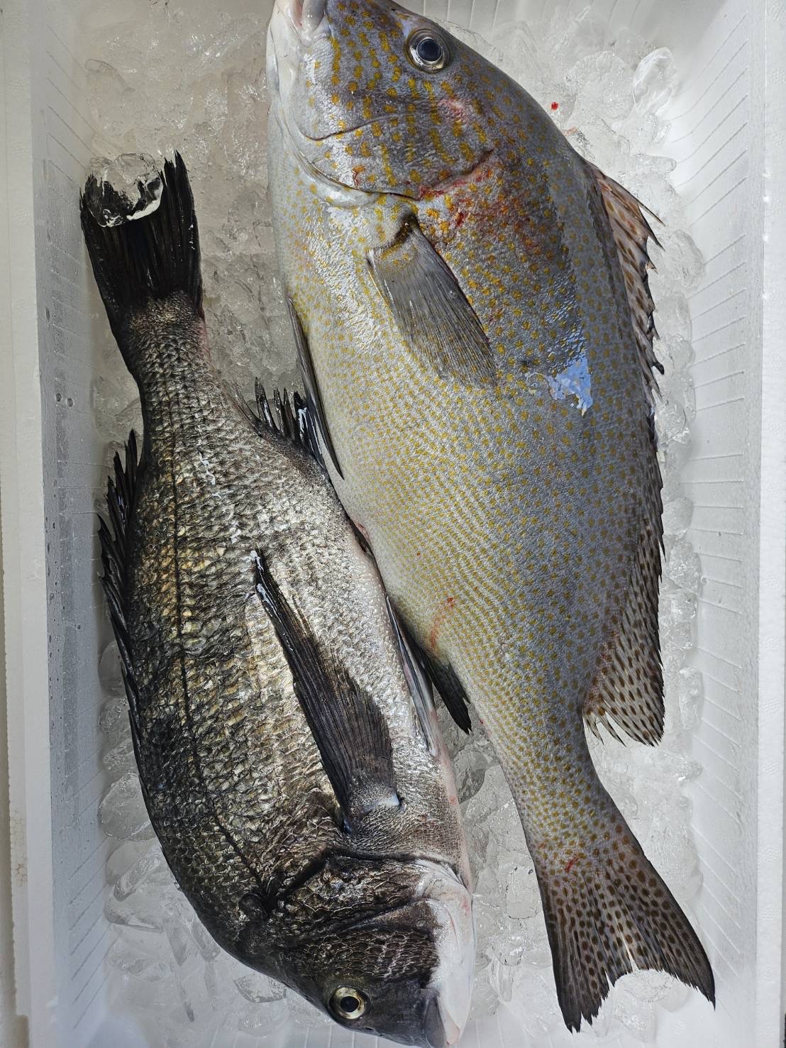 活〆鮮魚BOX2入約3.2kg(定置) | UUUO(ウーオ)