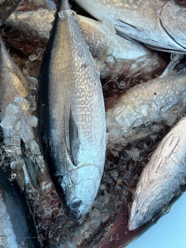 コシナガマグロ6-7k台3入約7kg(定置) | UUUO(ウーオ)