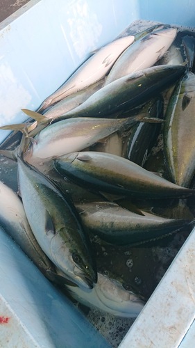 ツバス7k台7入約7.5kg(定置) | UUUO(ウーオ)