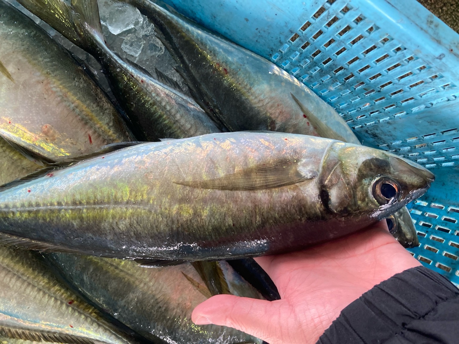 活〆マアジ8／10入約4.4kg(定置) | UUUO(ウーオ)