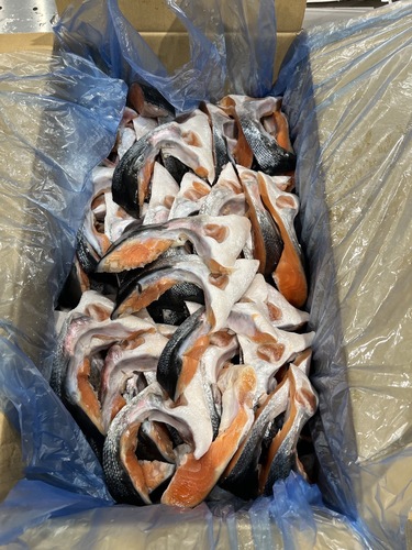 銀鮭約10kg | UUUO(ウーオ)