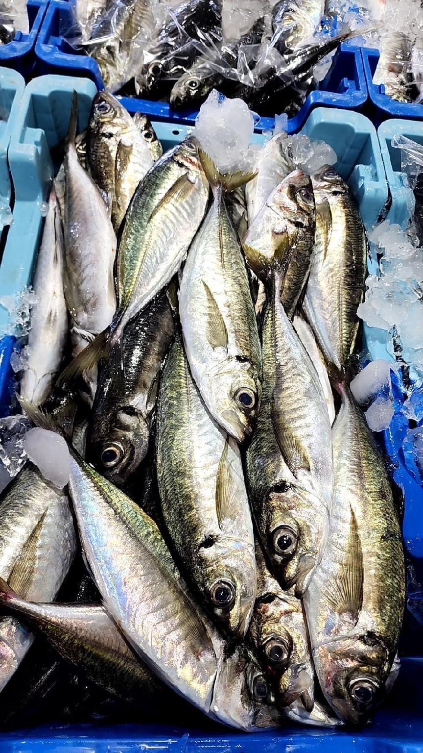 マアジ3/5入約2kg(定置) | UUUO(ウーオ)