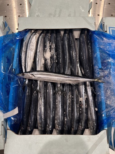 サンマ約7.5kg | UUUO(ウーオ)