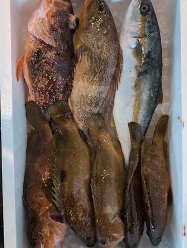 活〆鮮魚BOX8入約4.9kg(釣) | UUUO(ウーオ)