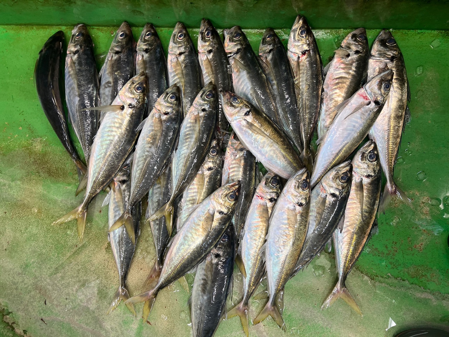 オニアジ釣アジ8〜10入9入約5kg(釣) | UUUO(ウーオ)