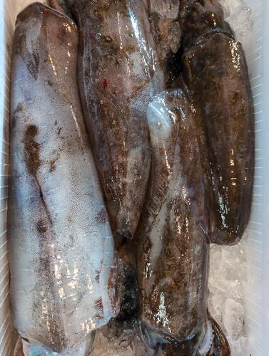 アオリイカ(定置) | UUUO(ウーオ)