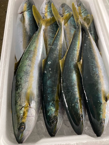 ヒラマサ8入約7kg(定置) | UUUO(ウーオ)