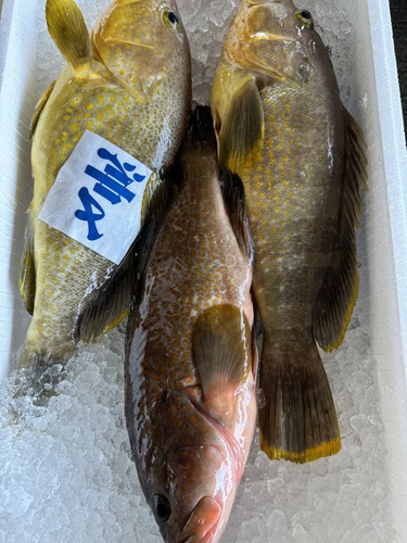 活〆鮮魚BOX3入約3.6kg(釣) | UUUO(ウーオ)