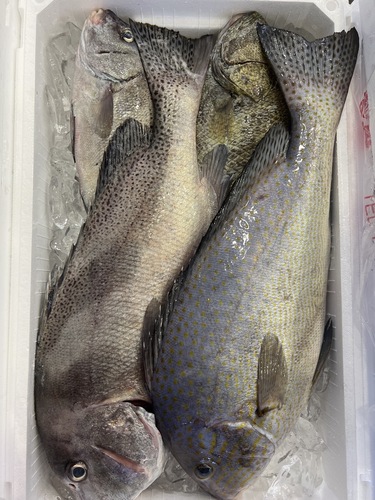 鮮魚BOX約6kg(定置) | UUUO(ウーオ)