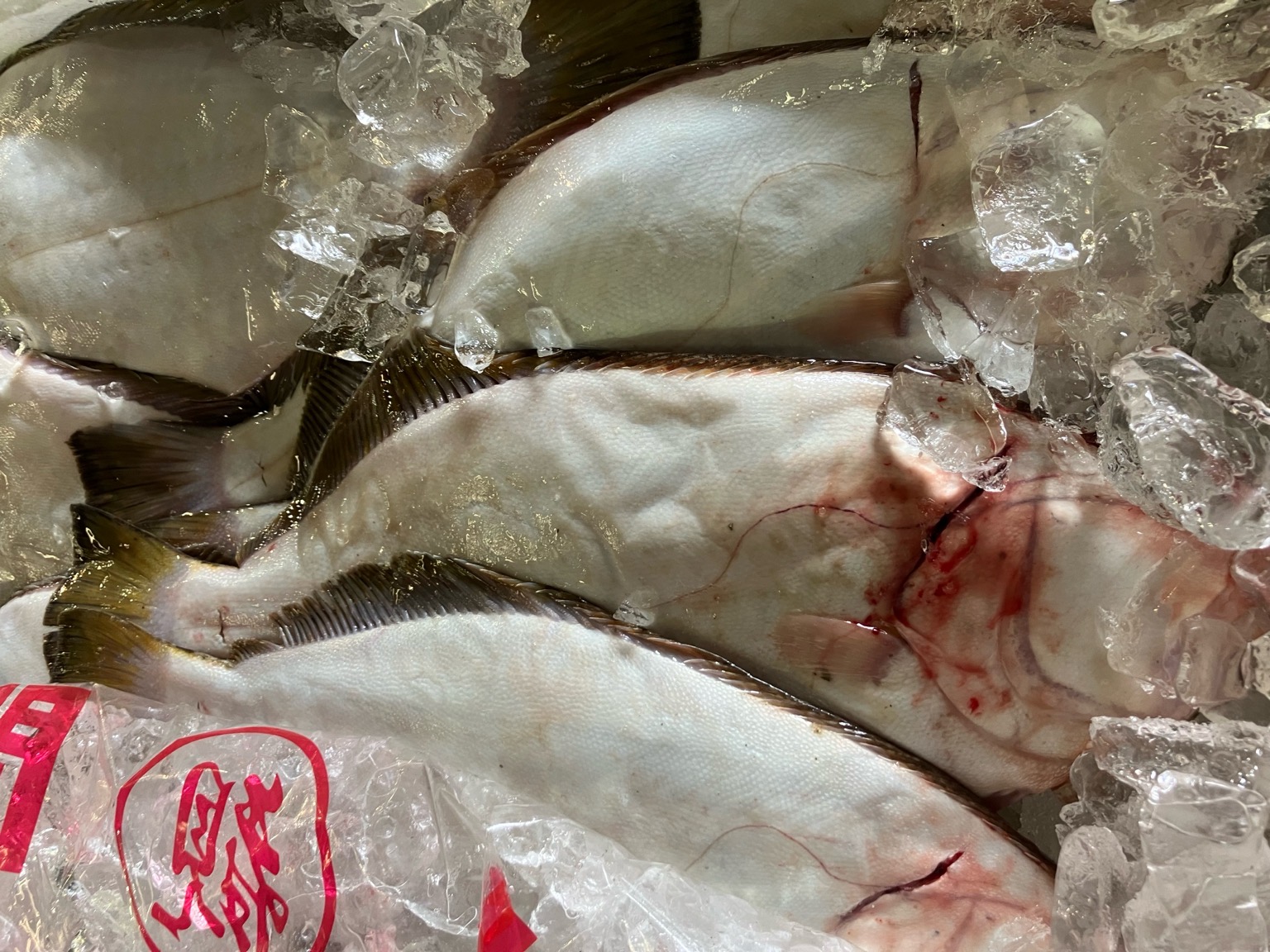 活〆ヒラメ7入約5kg(底曳) | UUUO(ウーオ)