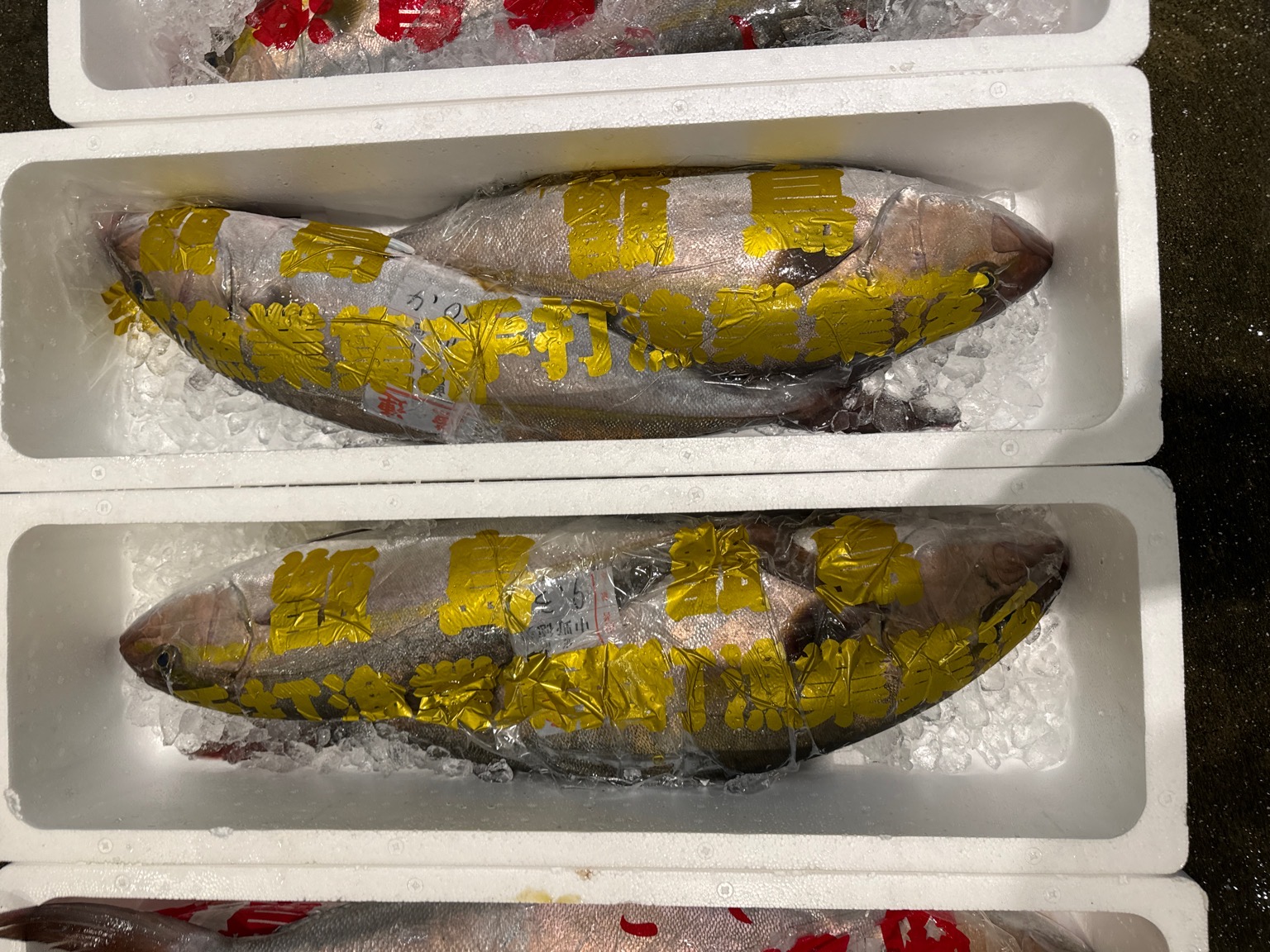 カンパチ(定置) | UUUO(ウーオ)