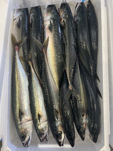 マサバ釣り物12入約5kg(釣) | UUUO(ウーオ)