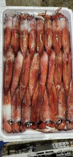 ケンサキイカ3段約4.5kg(釣) | UUUO(ウーオ)