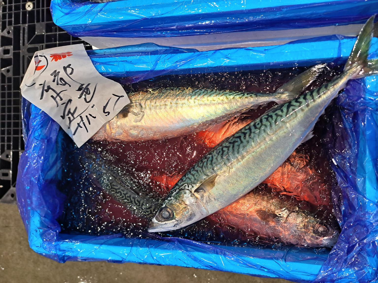 マサバ(定置) | UUUO(ウーオ)