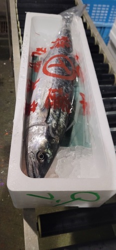 サワラ1入約2.9kg(釣) | UUUO(ウーオ)