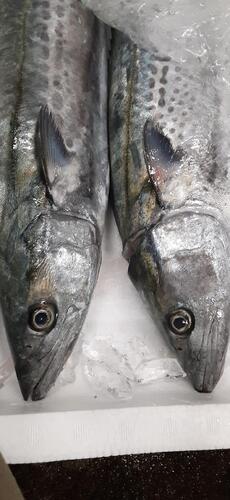 サゴシ(釣) | UUUO(ウーオ)