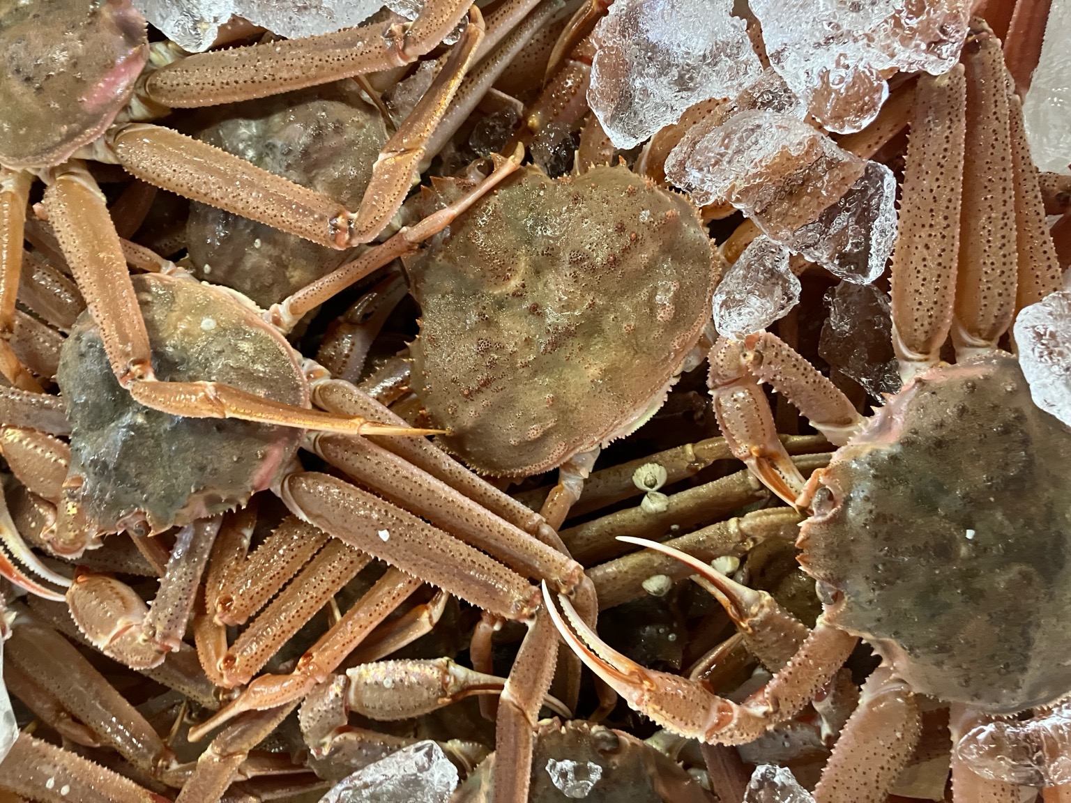 オオズワイガニ20入約5kg(沿岸) | UUUO(ウーオ)