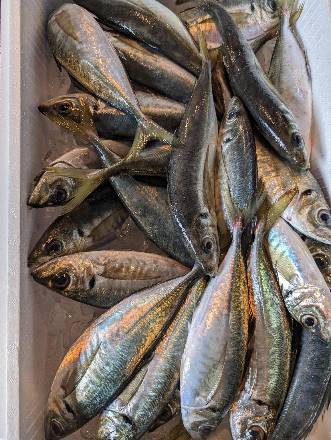 マアジ約5.3kg(定置) | UUUO(ウーオ)