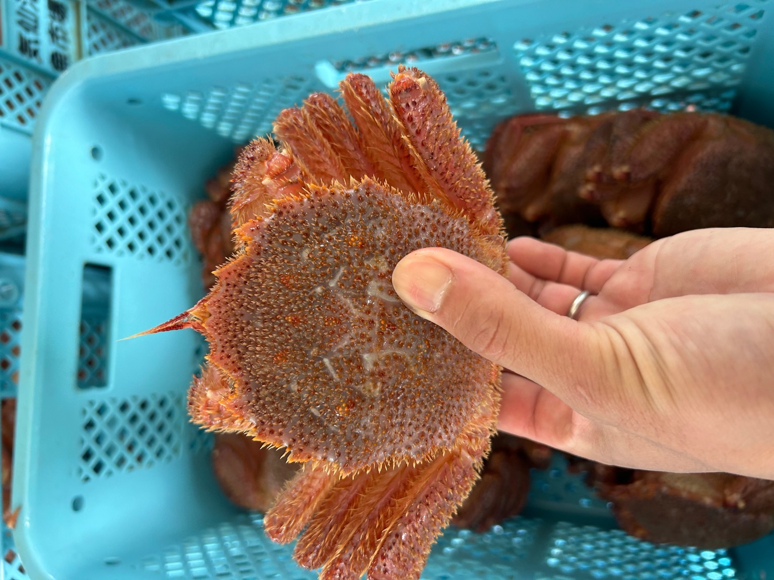 毛ガニ300g約5kg(沿岸) | UUUO(ウーオ)