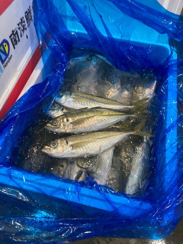 アジ18入約3kg | UUUO(ウーオ)