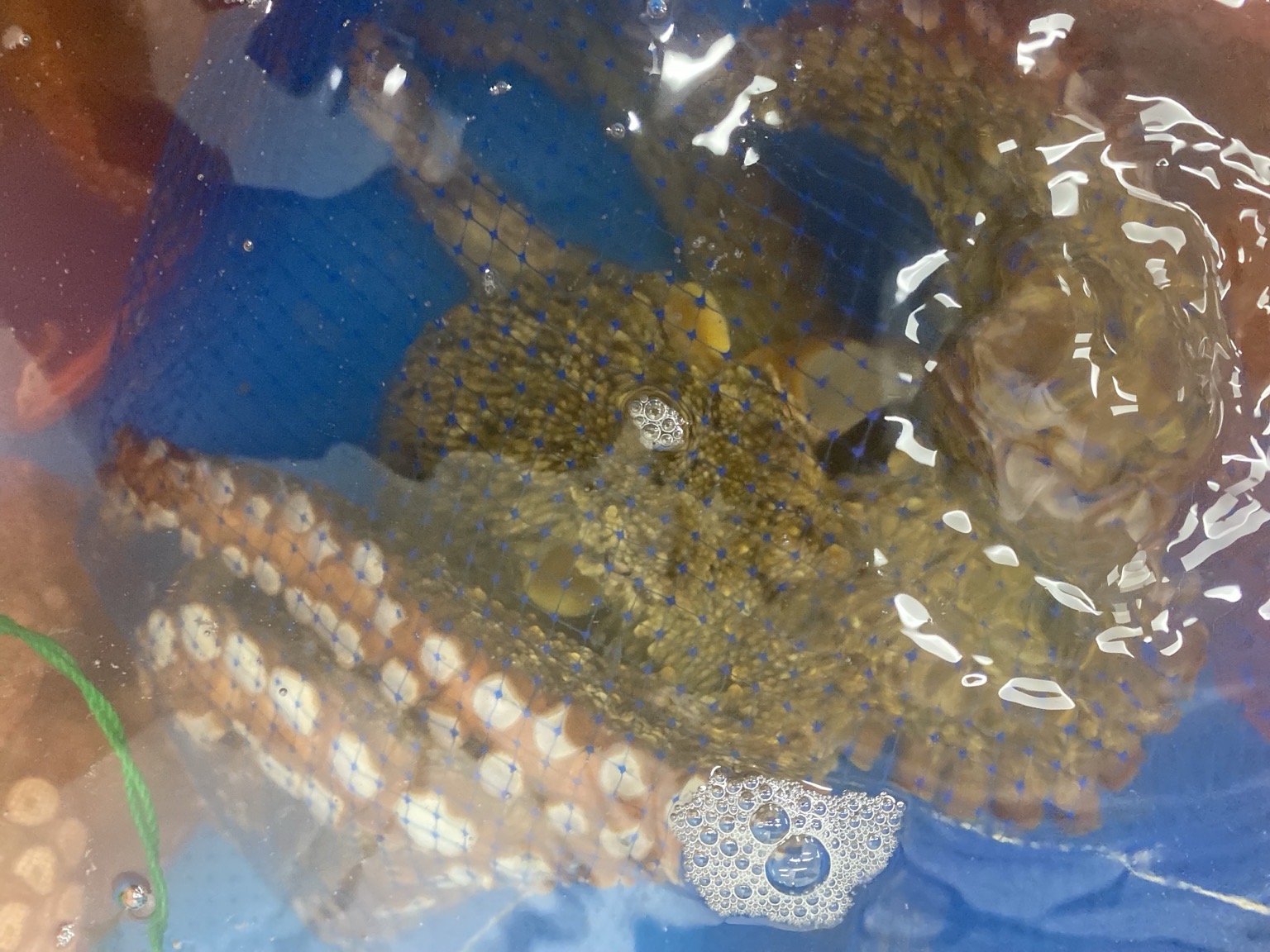 活マダコ4入約4.5kg(沿岸) | UUUO(ウーオ)