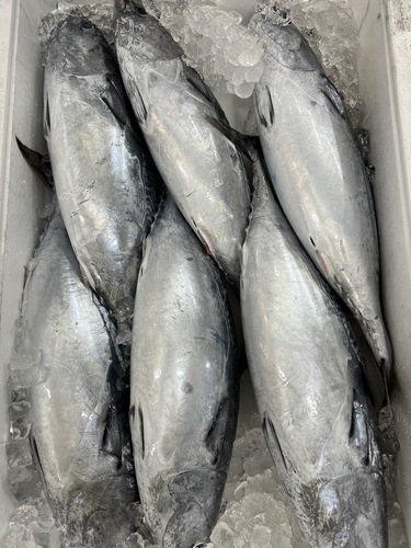 ヒラソウダ7入約7.8kg | UUUO(ウーオ)