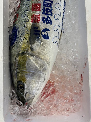 活〆ヒラマサ1入約10.5kg(定置) | UUUO(ウーオ)