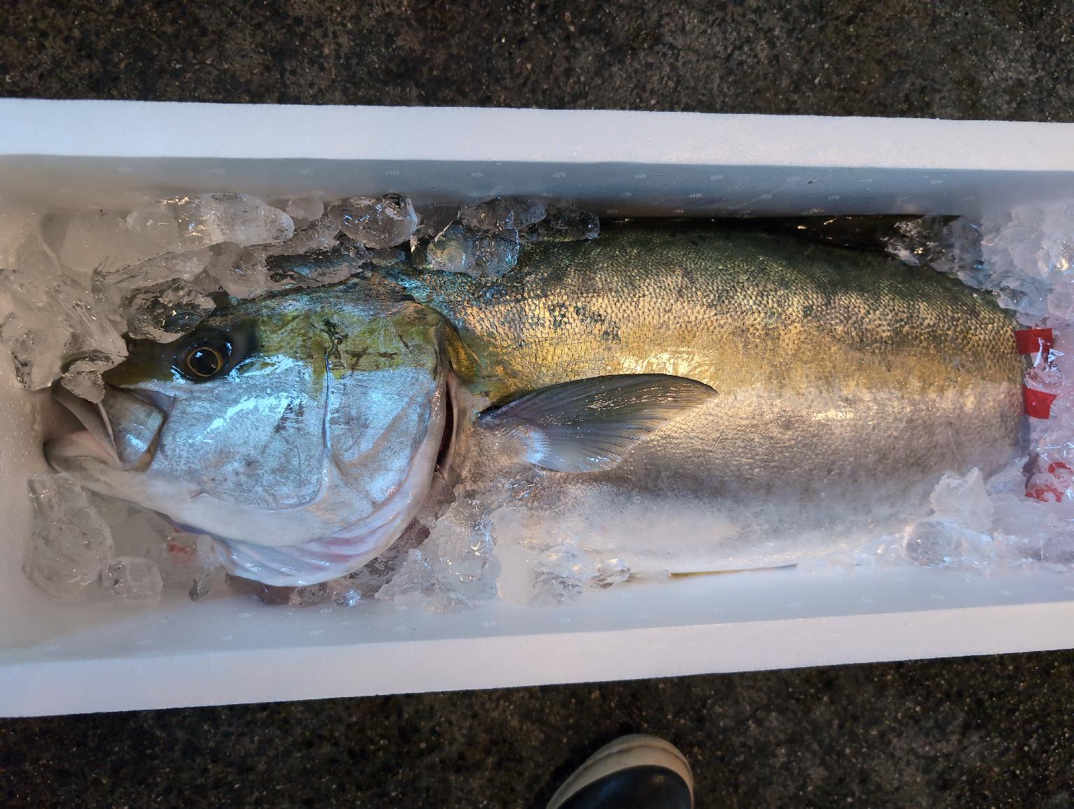 活〆ヒラマサ1入約11.3kg(定置) | UUUO(ウーオ)