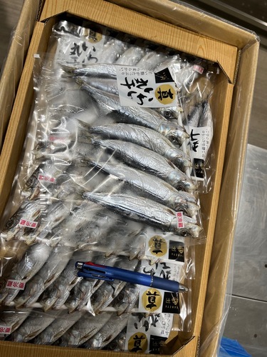 マイワシ（冷凍）7尾連56入約8kg | UUUO(ウーオ)