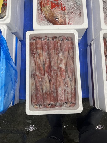 ケンサキイカ新物 2段半18入約4kg(釣) | UUUO(ウーオ)