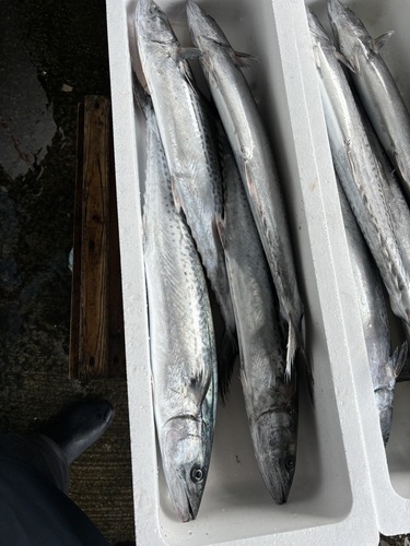 活〆サワラ6-7k台4入約6.5kg(定置) | UUUO(ウーオ)