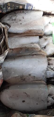 コウイカ | UUUO(ウーオ)