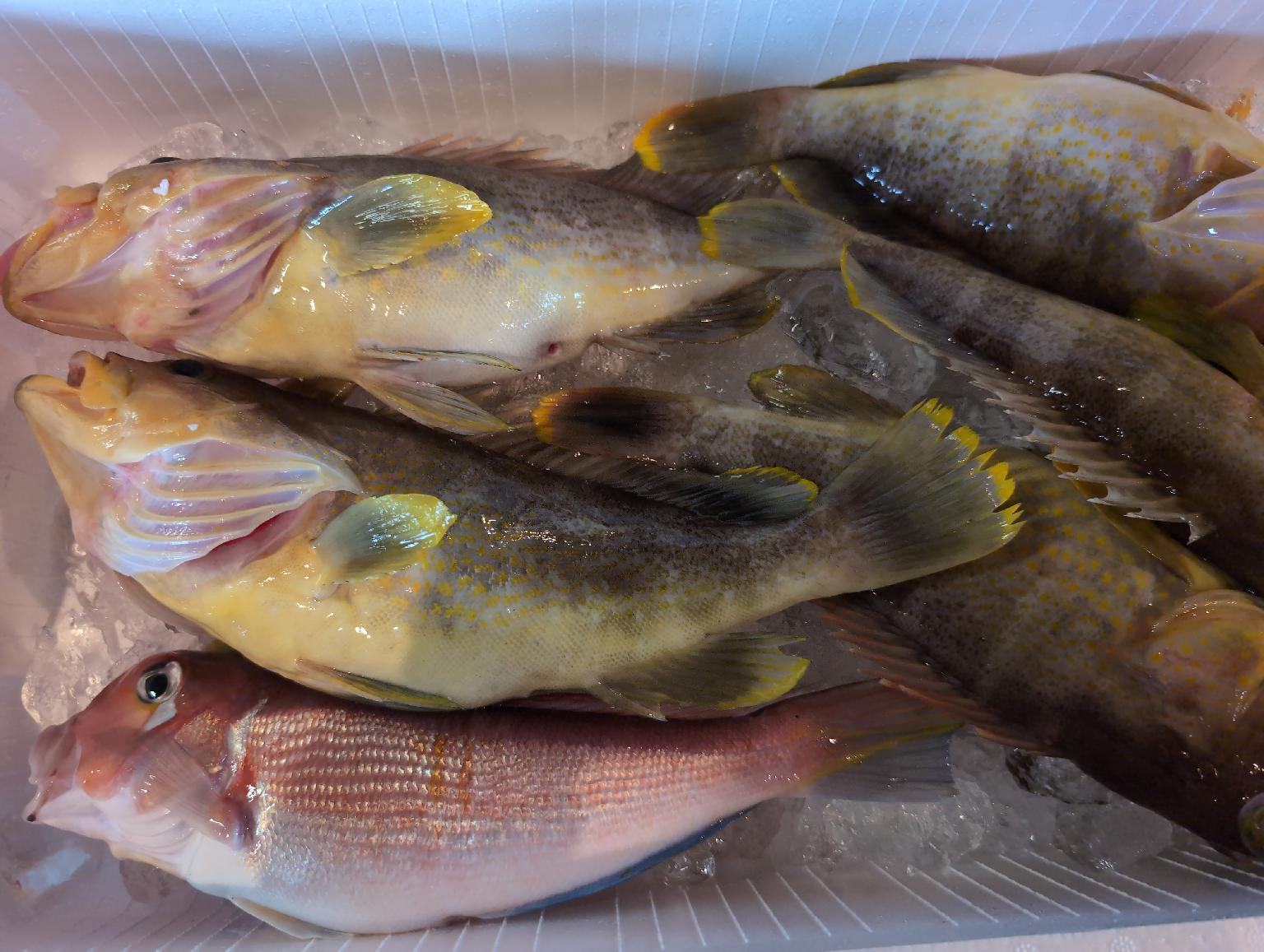 鮮魚BOX6入約3.3kg(釣) | UUUO(ウーオ)