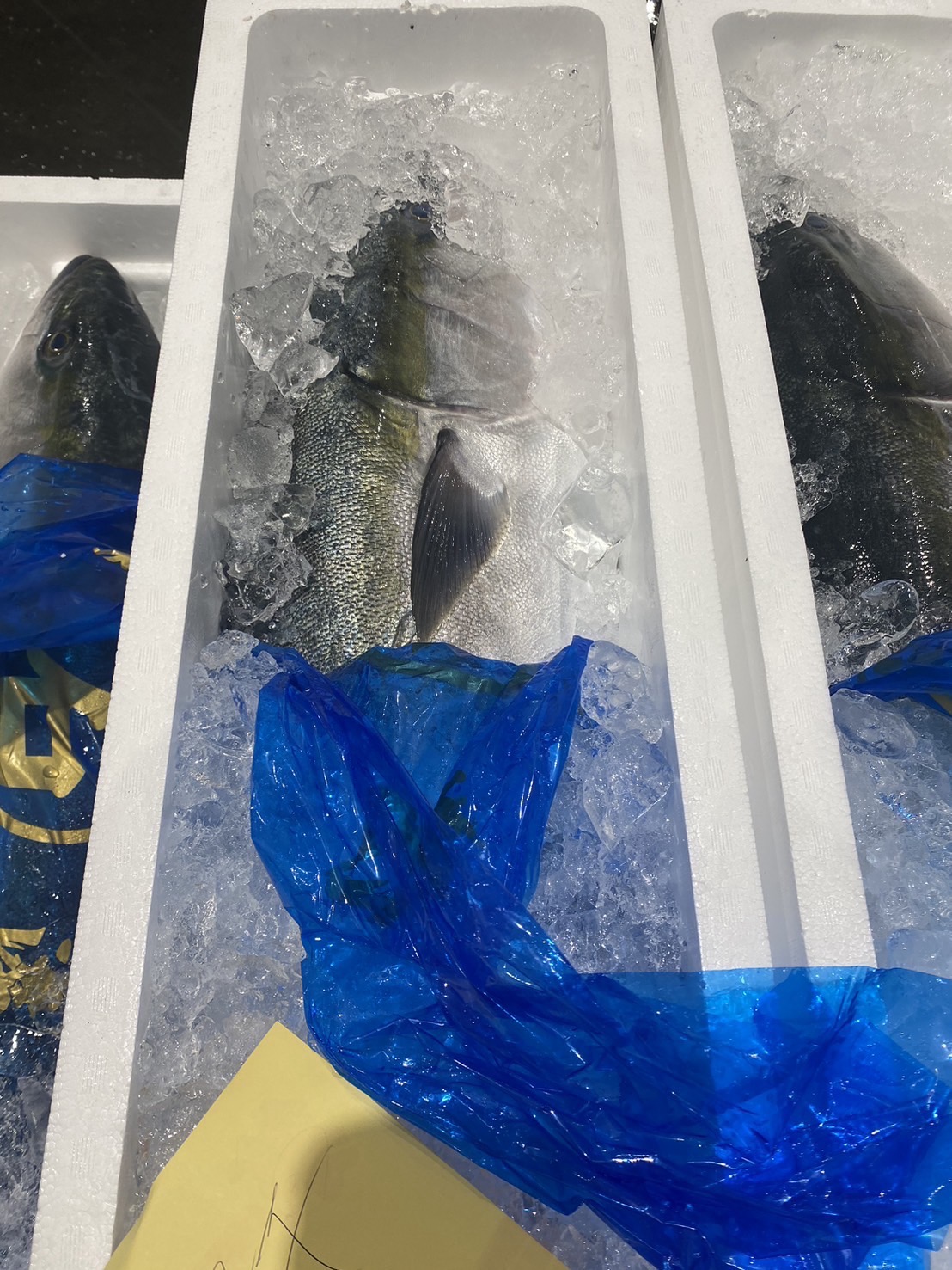 ブリ約8kg | UUUO(ウーオ)