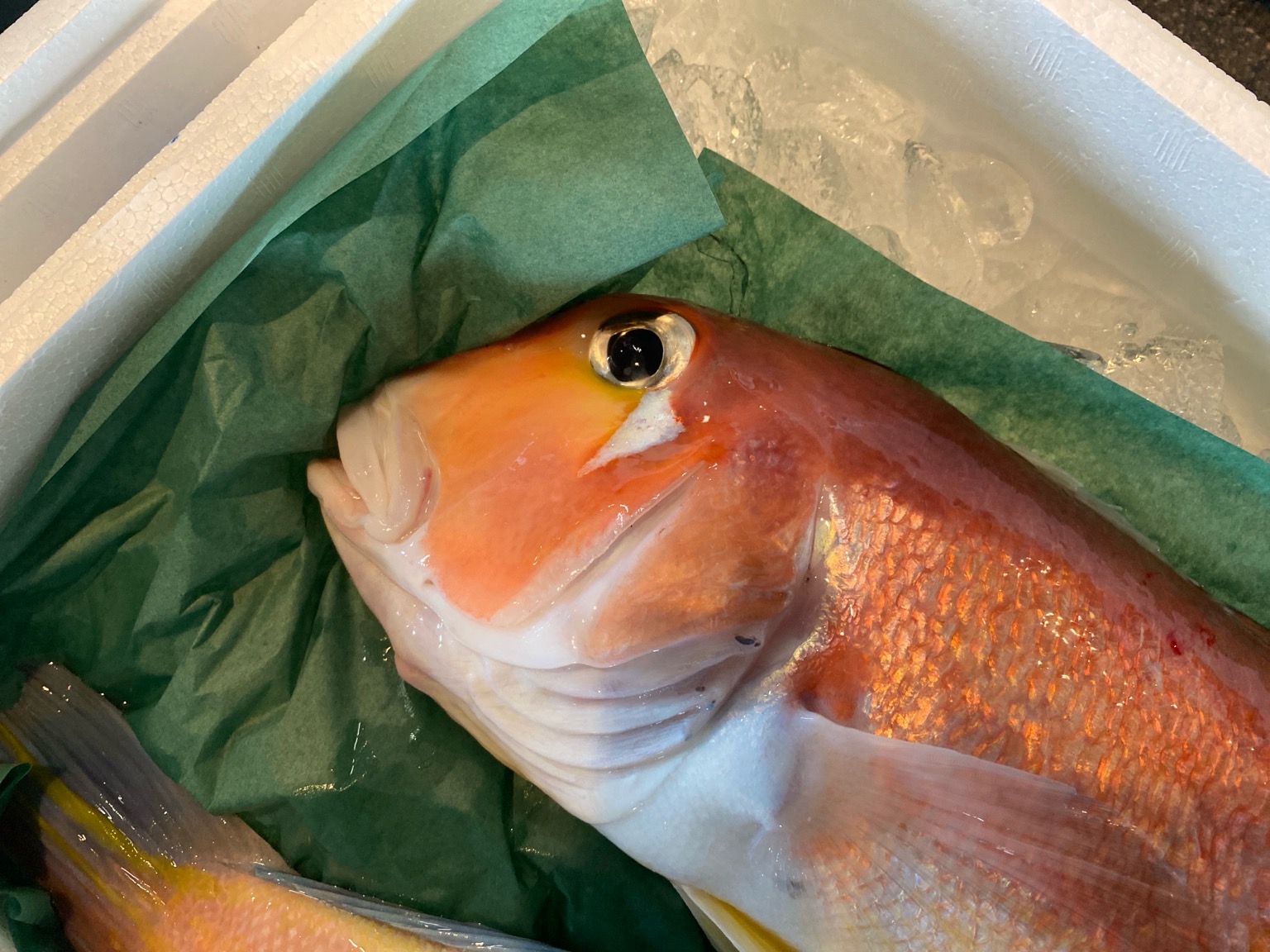 アマダイ2入約2.1kg(釣) | UUUO(ウーオ)