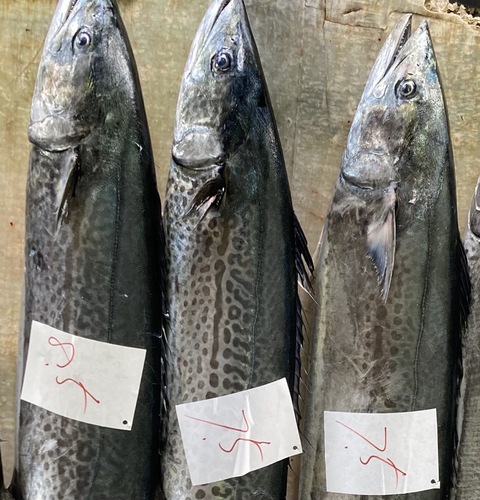 活〆サワラ3/4k台1入約3.5kg(定置) | UUUO(ウーオ)