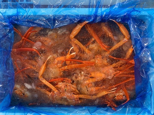 エビ・カニ類 | UUUO(ウーオ)