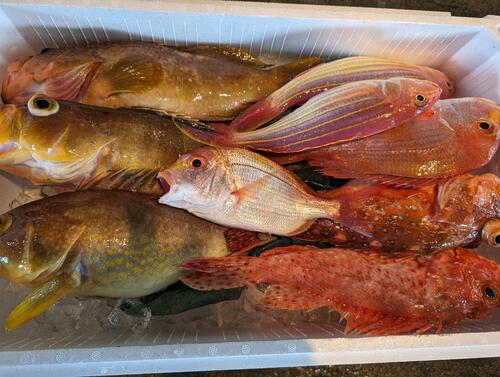 鮮魚BOX9入約4.5kg(釣) | UUUO(ウーオ)