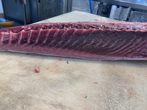 メジマグロ20k台1入約20kg | UUUO(ウーオ)