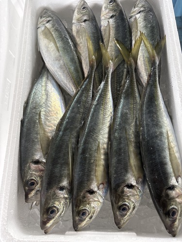 マアジ10-12入約5kg(定置) | UUUO(ウーオ)