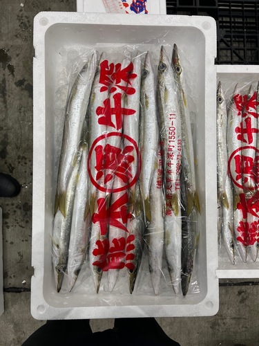 カマス約20/23尾約3kg(定置) | UUUO(ウーオ)