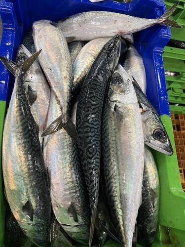 マサバ(沿岸) | UUUO(ウーオ)