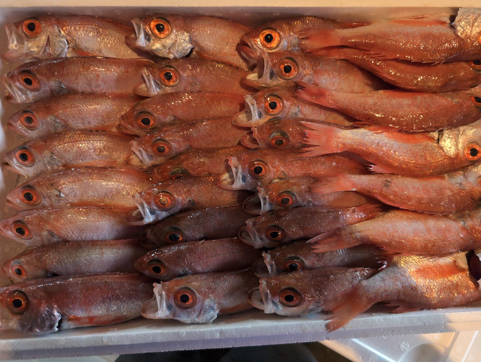 ノドグロ33入約3.7kg(底曳) | UUUO(ウーオ)