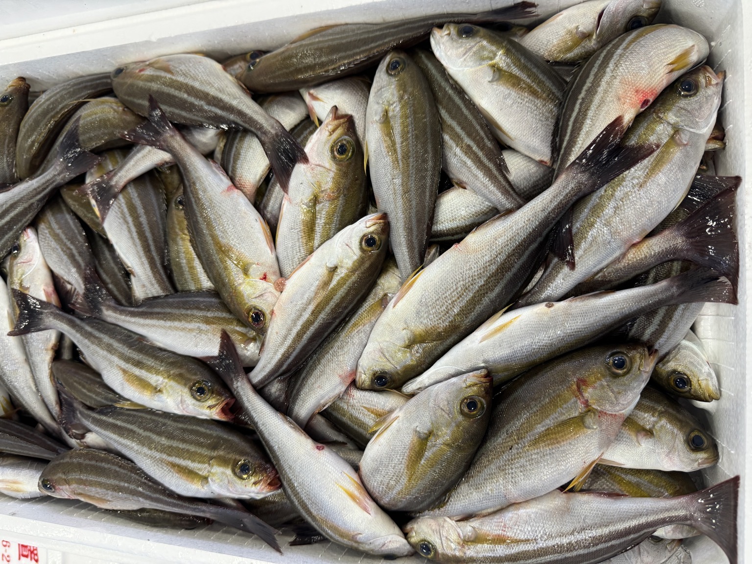 イサキ約7kg(定置) | UUUO(ウーオ)